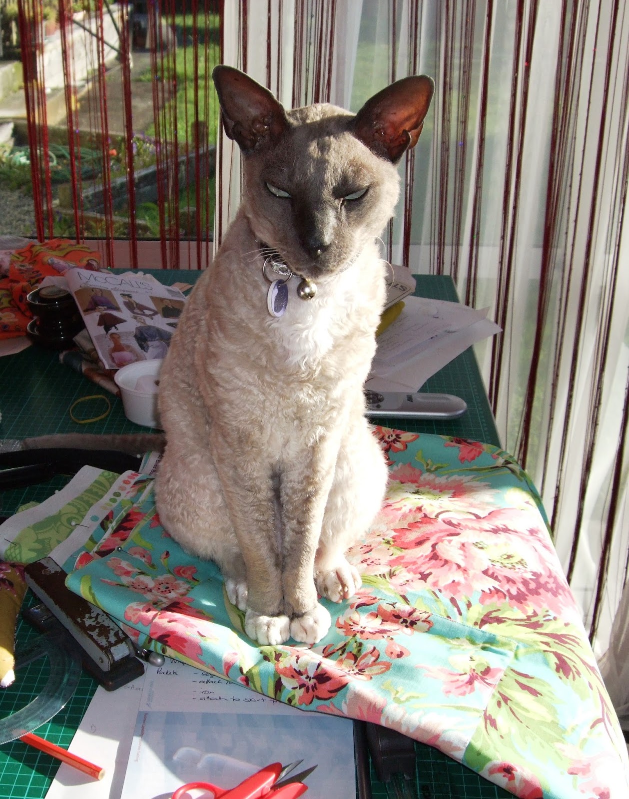 Minnie + Ree: Designer Cats