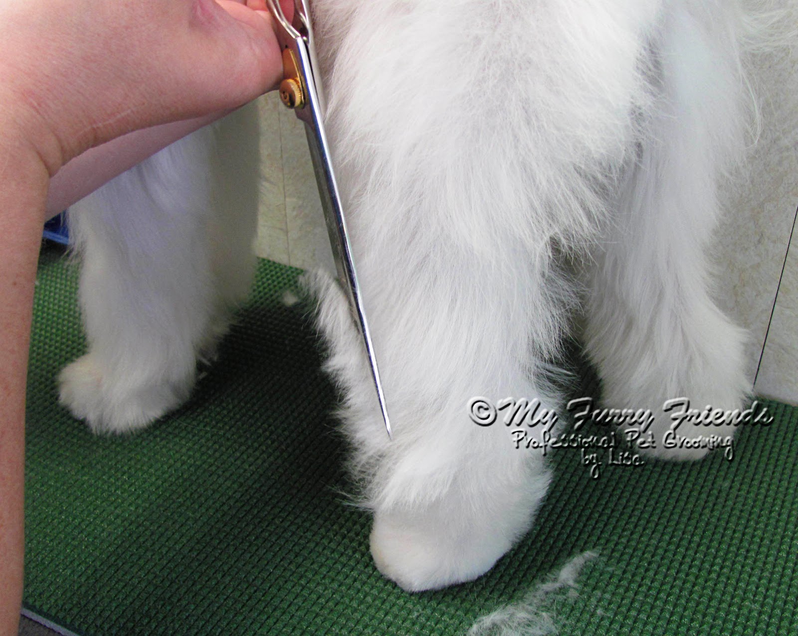 Pet Grooming: The Good, The Bad, & The Furry: Hand Scissoring