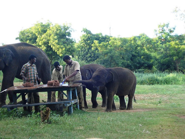 Tamilnadu Tourism: Arignar Anna Zoological Park (Vandalur Zoo), Chennai