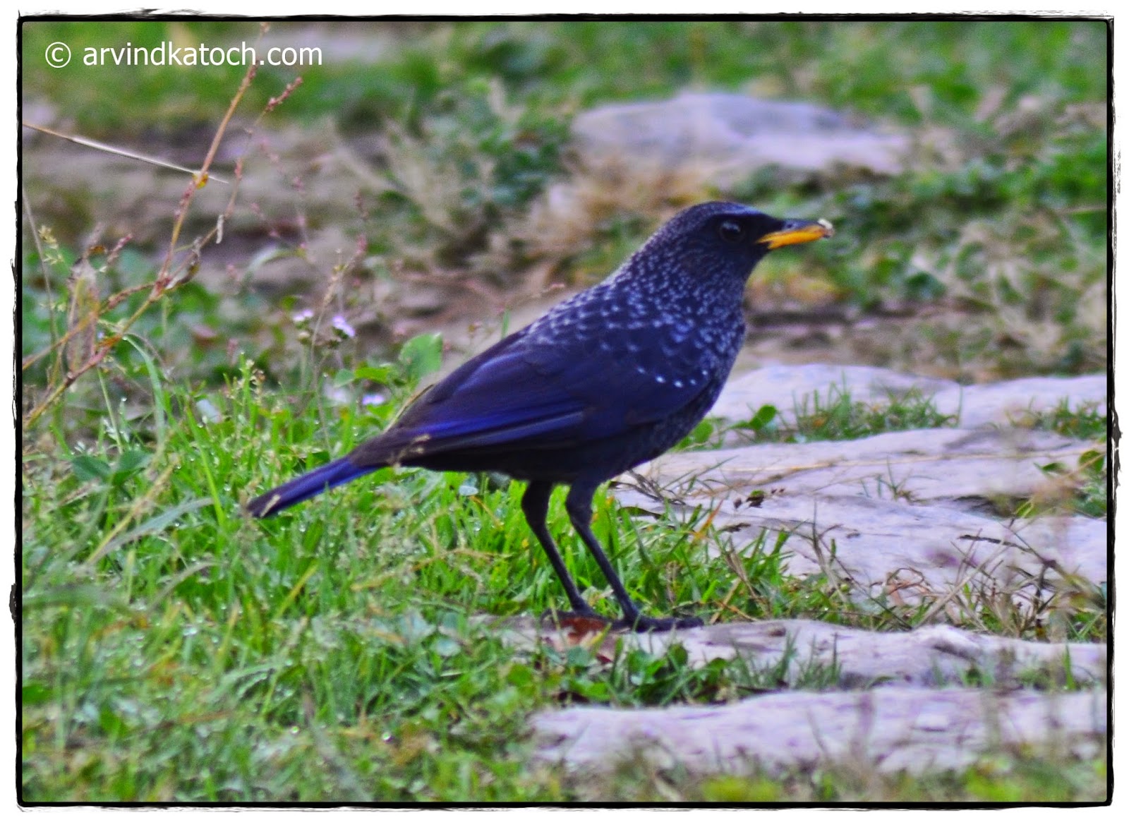 The Blue Whistling Thrush Pictures and Detail (Myophonus caeruleus)