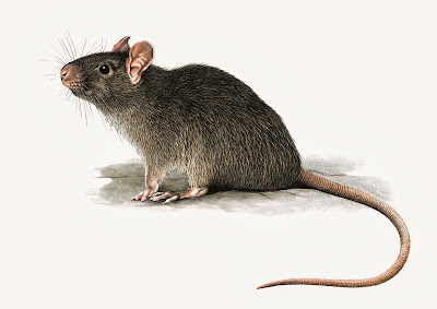 Come se fosse Antani...: Un Topolino tra le variant