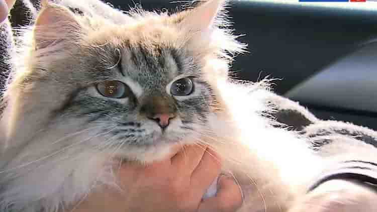 Putin presents Siberian cat has given the governor of the Japanese