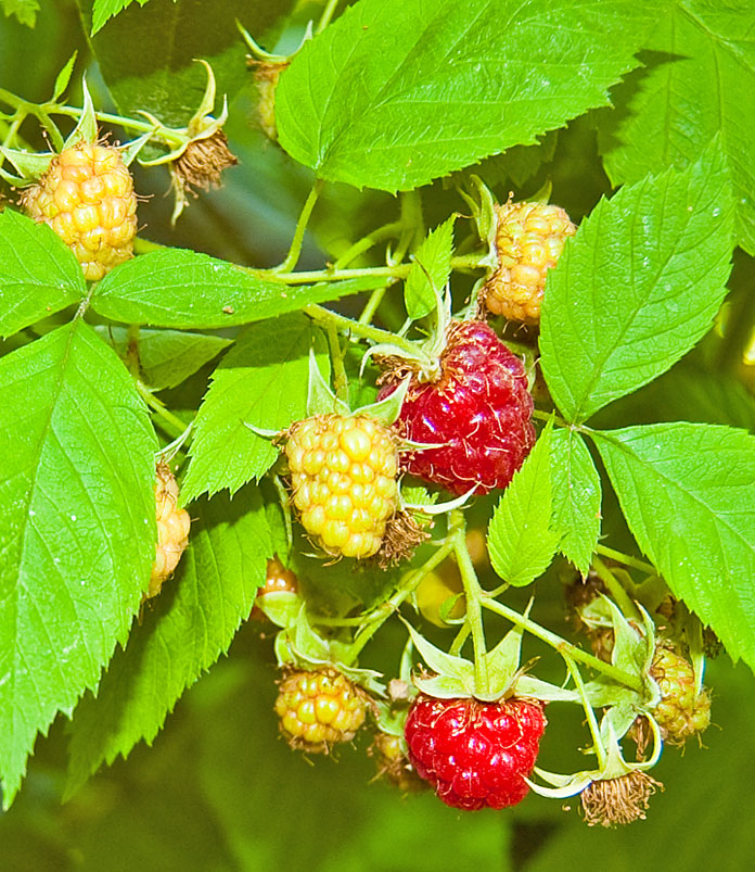 Fresh Raspberry Cobbler-& Back in My Berry Foraging Glory Again ...
