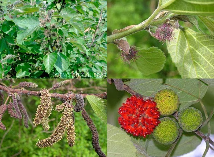 Kang Ade: Kertas Daur Ulang