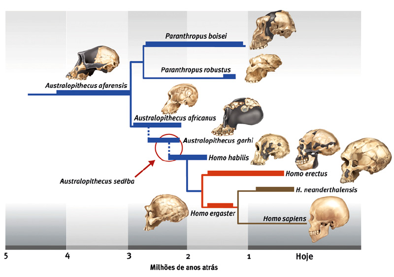 Portifólio de Biologia: Posição filogênica da espécie humana