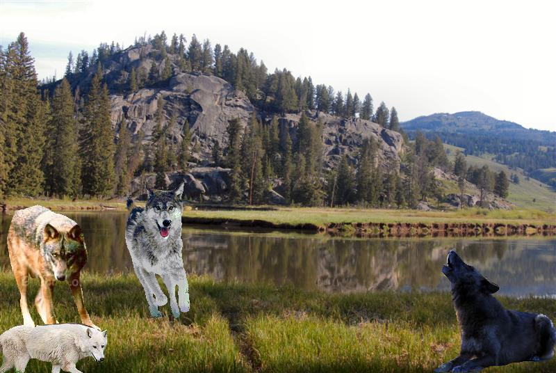 Mundo dos lobos: Minha matilha de lobos