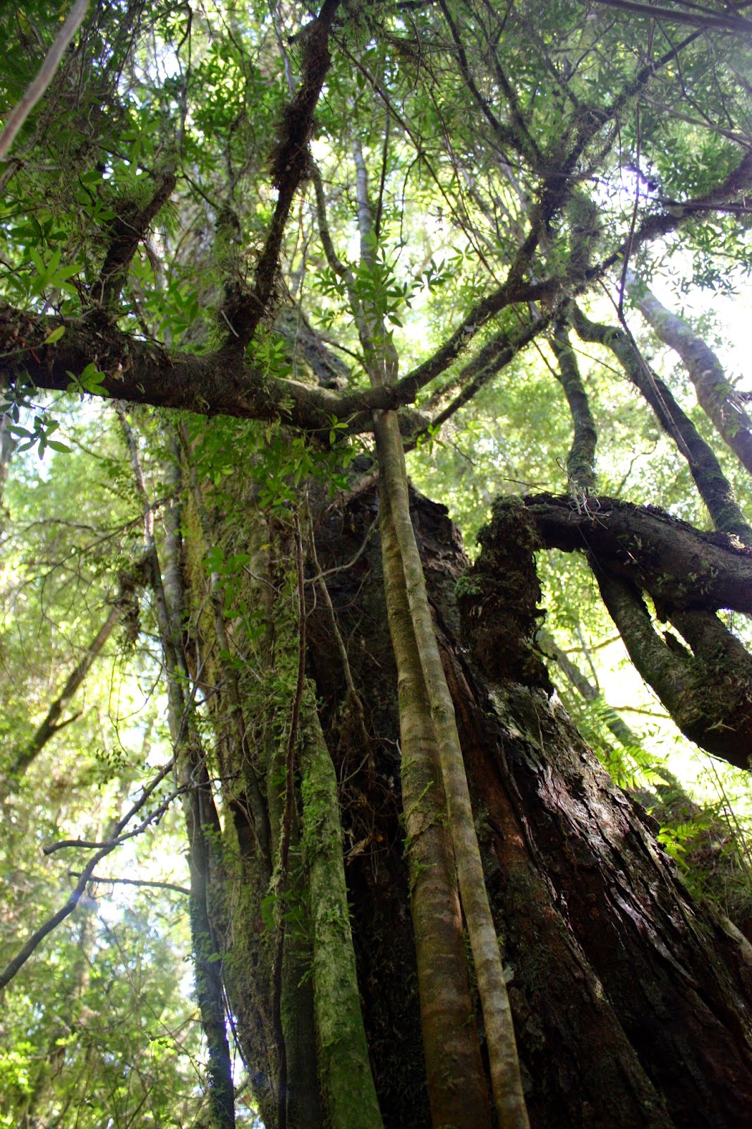 Swallows Nest Farm: Myrtle Beech Foliage - Nothofagus Cunninghamii