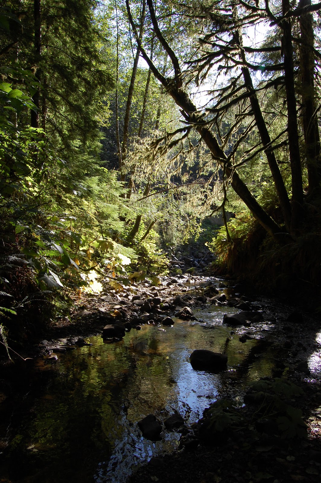 A Road Trip West: In the Oregon Woods