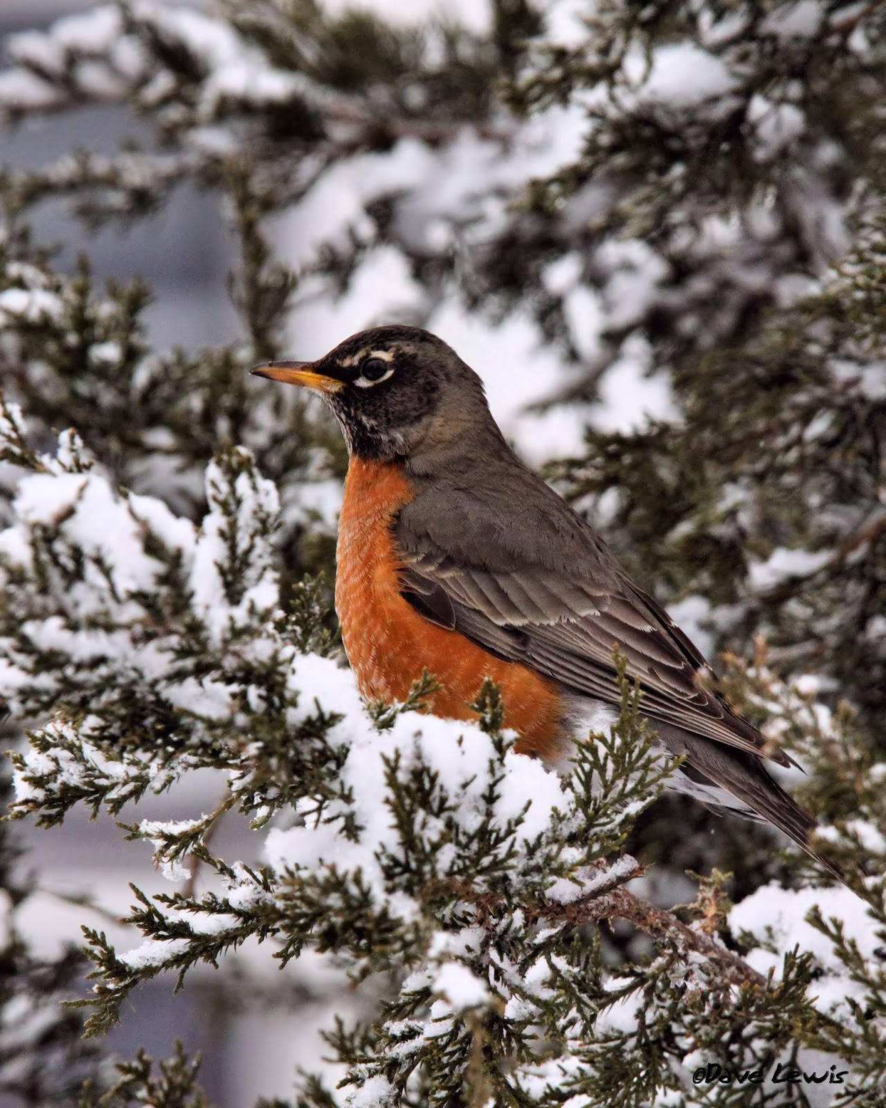 Birds from Behind : Ding Dong, The King Has Gone!...