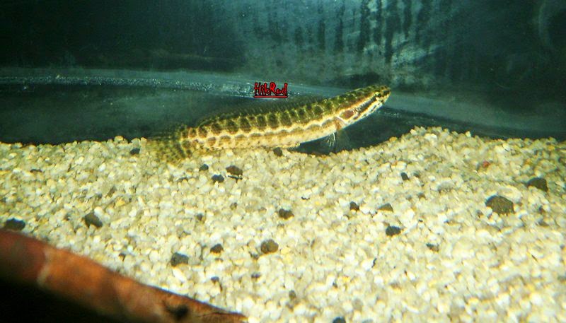 Mahamaya Hiko: Channa Bankanensis "Bangka snakehead" Profil dan cara ...