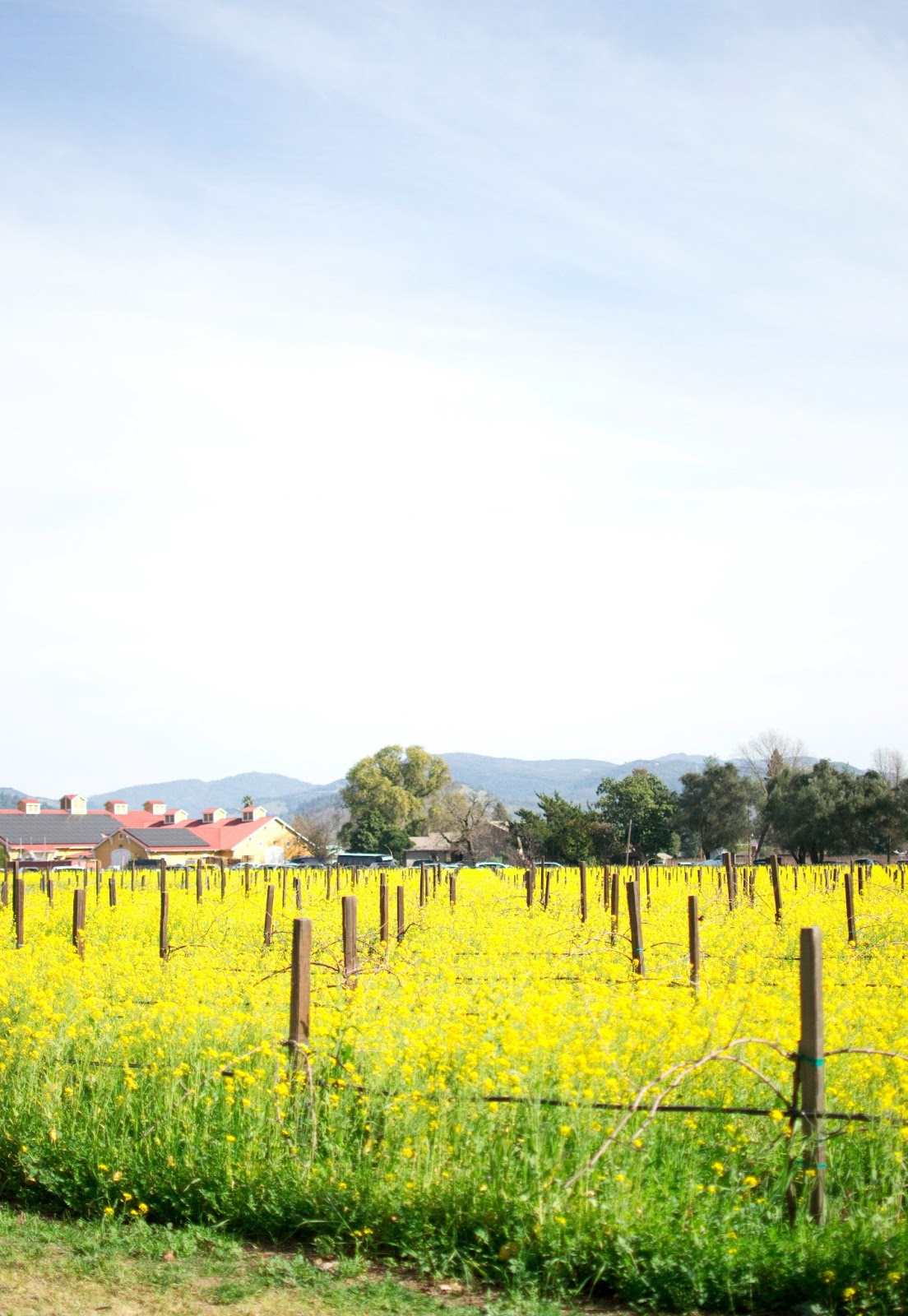 Truly Everyday: Wayfaring Wine Country: Mustard Season
