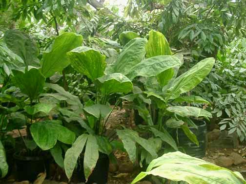 Nandanvan: Cyclanthus bipartitus