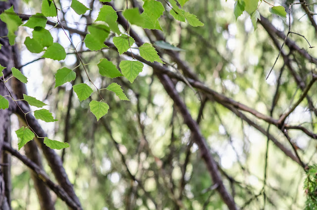 Picturing the Ordinary: Hop Frog Pond