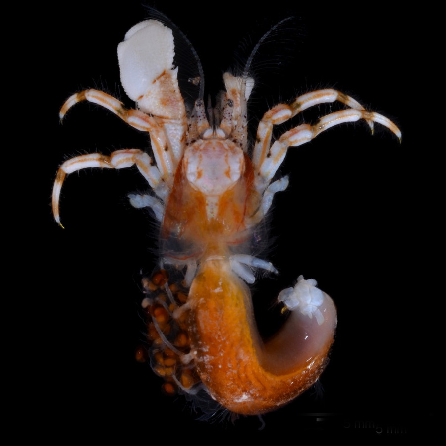 Species New to Science: [Crustacea • 2018] Diogenes albimanus • A New ...