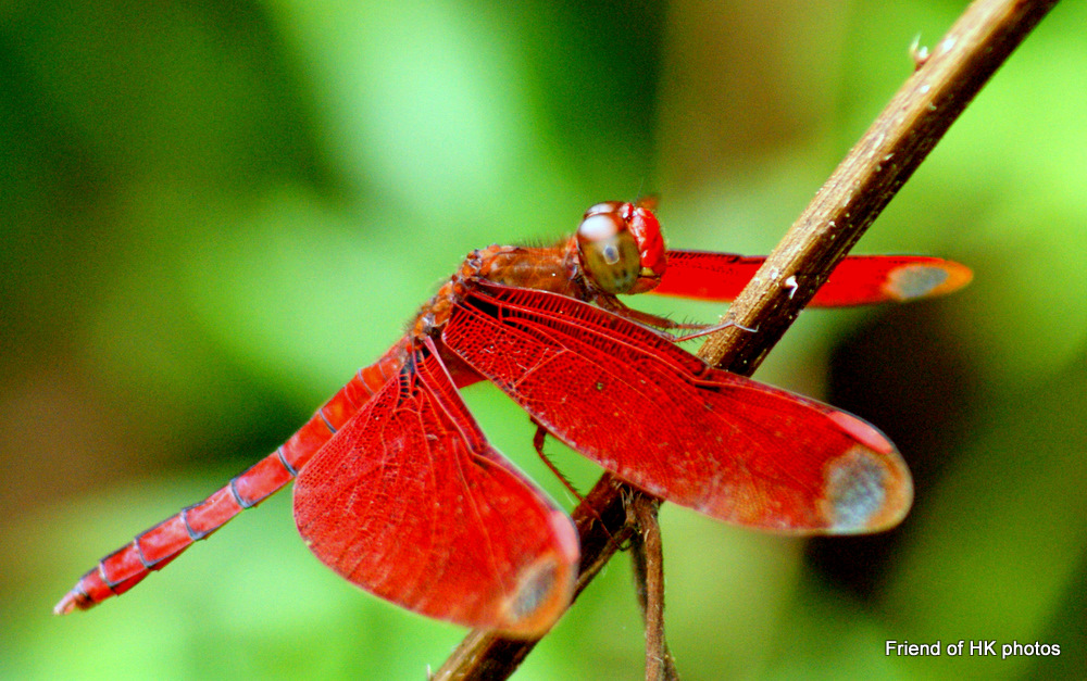 Photographic Wildlife Stories in UK/Hong Kong: Colourful Dragonflies