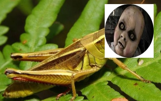 Sebarkan..Dua Cara Mudah Bezakan Belalang Pelesit (JIN) dengan Belalang ...
