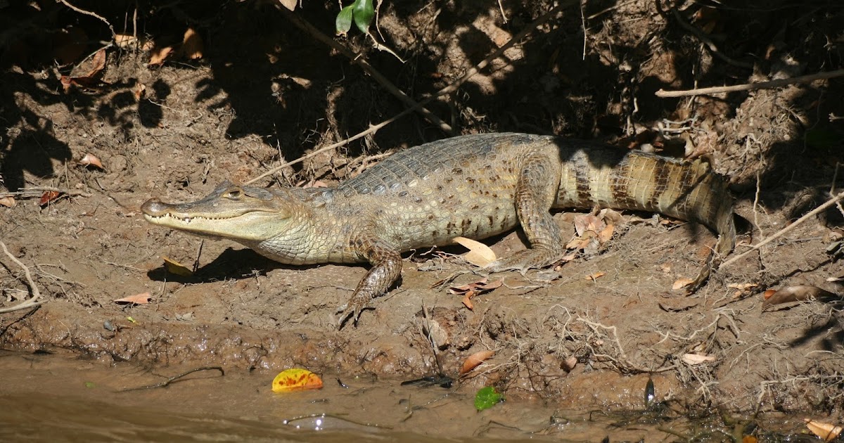 Variety of Life: Neosuchia