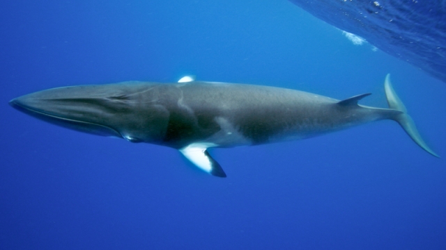 Minke Whale - True Wildlife Creatures