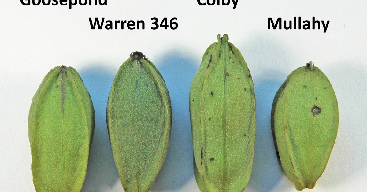 Northern Pecans: Pecan fruit sizing during July