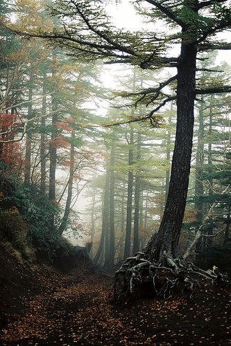Maybe Adventure: Destination Japan