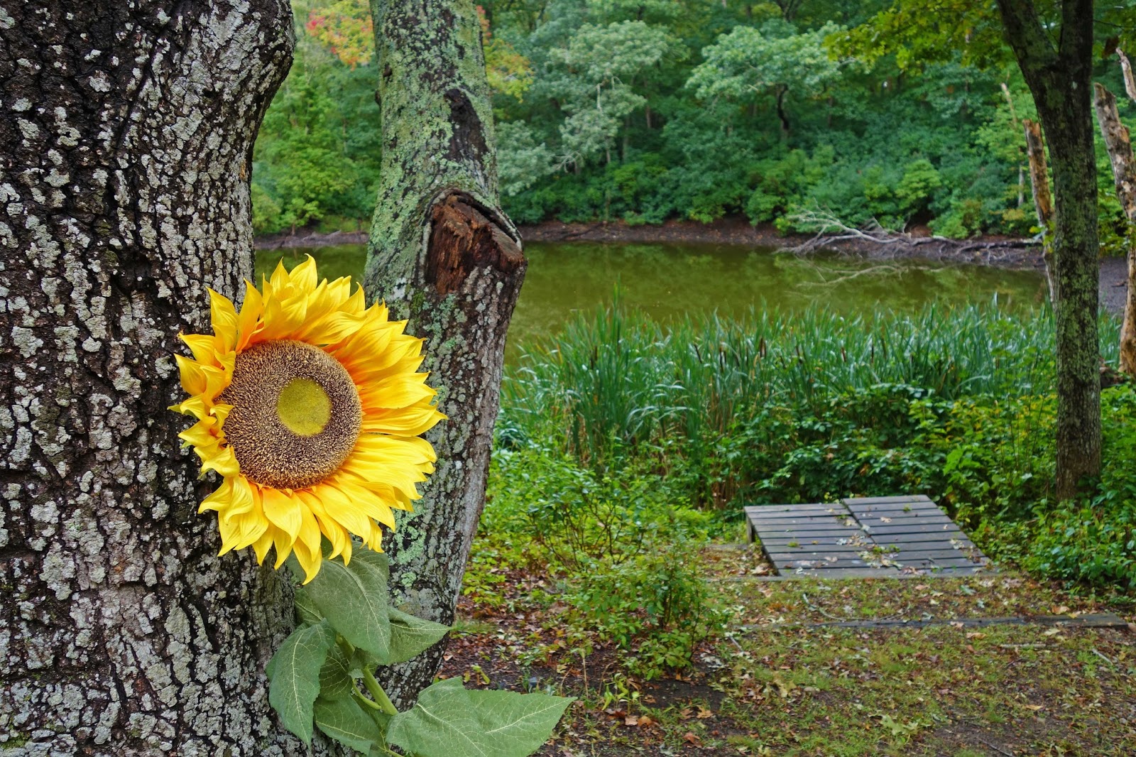 Joe's Retirement Blog: Random Scenes, Manomet, Plymouth, Massachusetts, USA