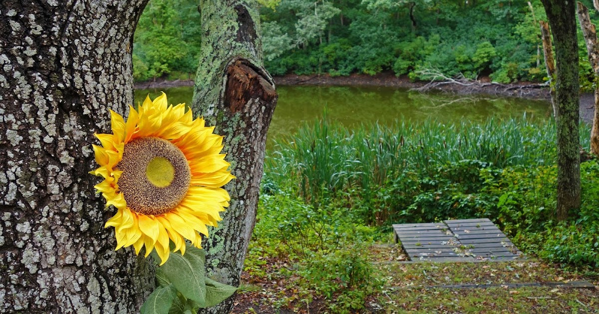 Joe's Retirement Blog: Random Scenes, Manomet, Plymouth, Massachusetts, USA