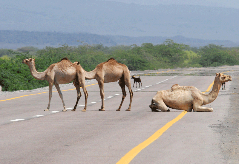 Saudi Arabia : Camels on the road