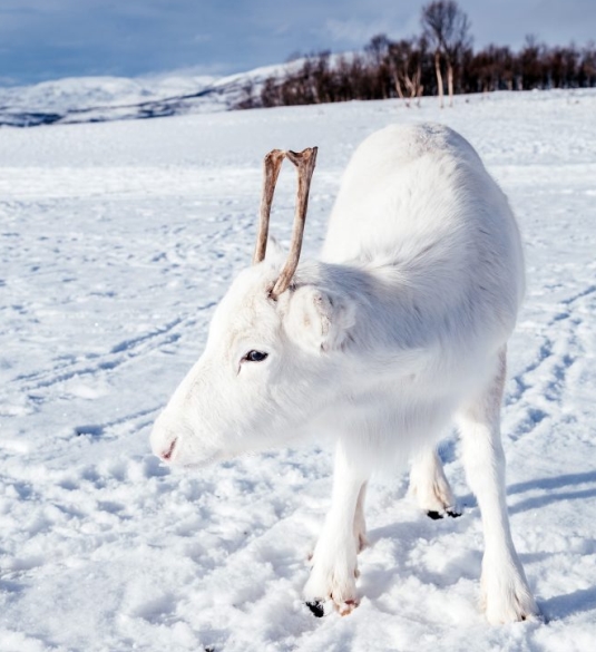 White Wolf : Extremely rare white baby reindeer almost disappears into ...
