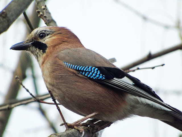 PASARI DIN ROMANIA: GAITA, Garrulus glandarius