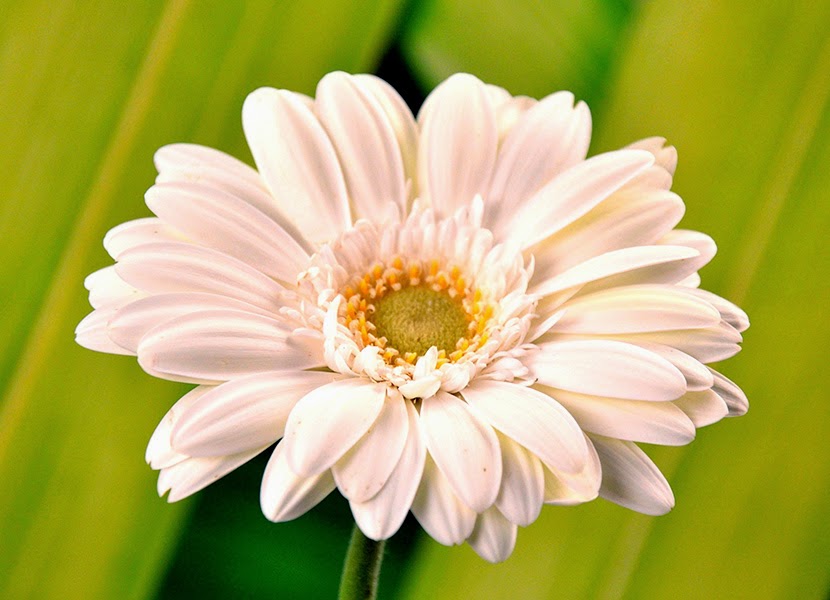 gerberas: SIGNIFICADO DE LOS COLORES