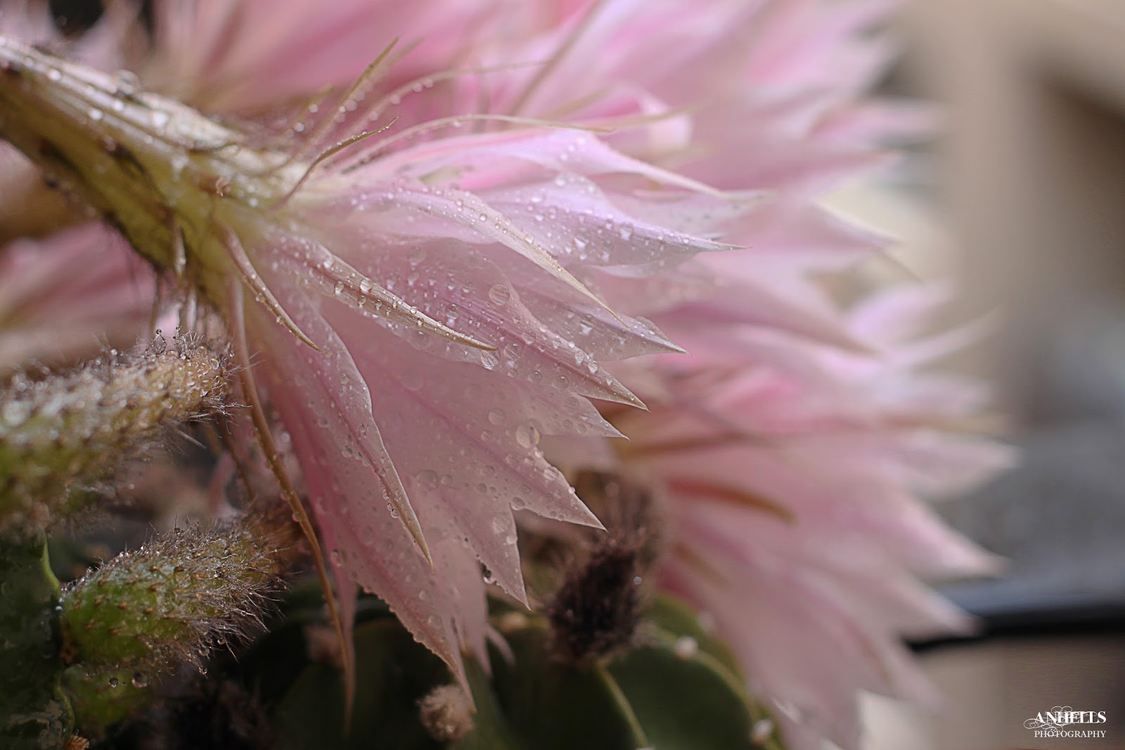 Anhells: CACTUS, FLOR DE LUNA (Epiphyllum oxypetalum)