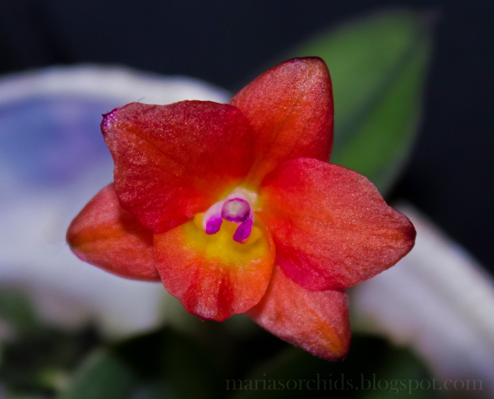 Maria's Orchids: Cattleya cernua blooms