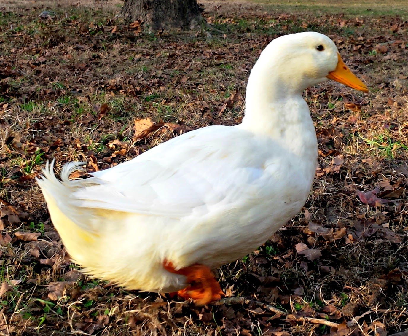 Meet the Quackers | The Ducks of Fresh Eggs Daily - Fresh Eggs Daily ...