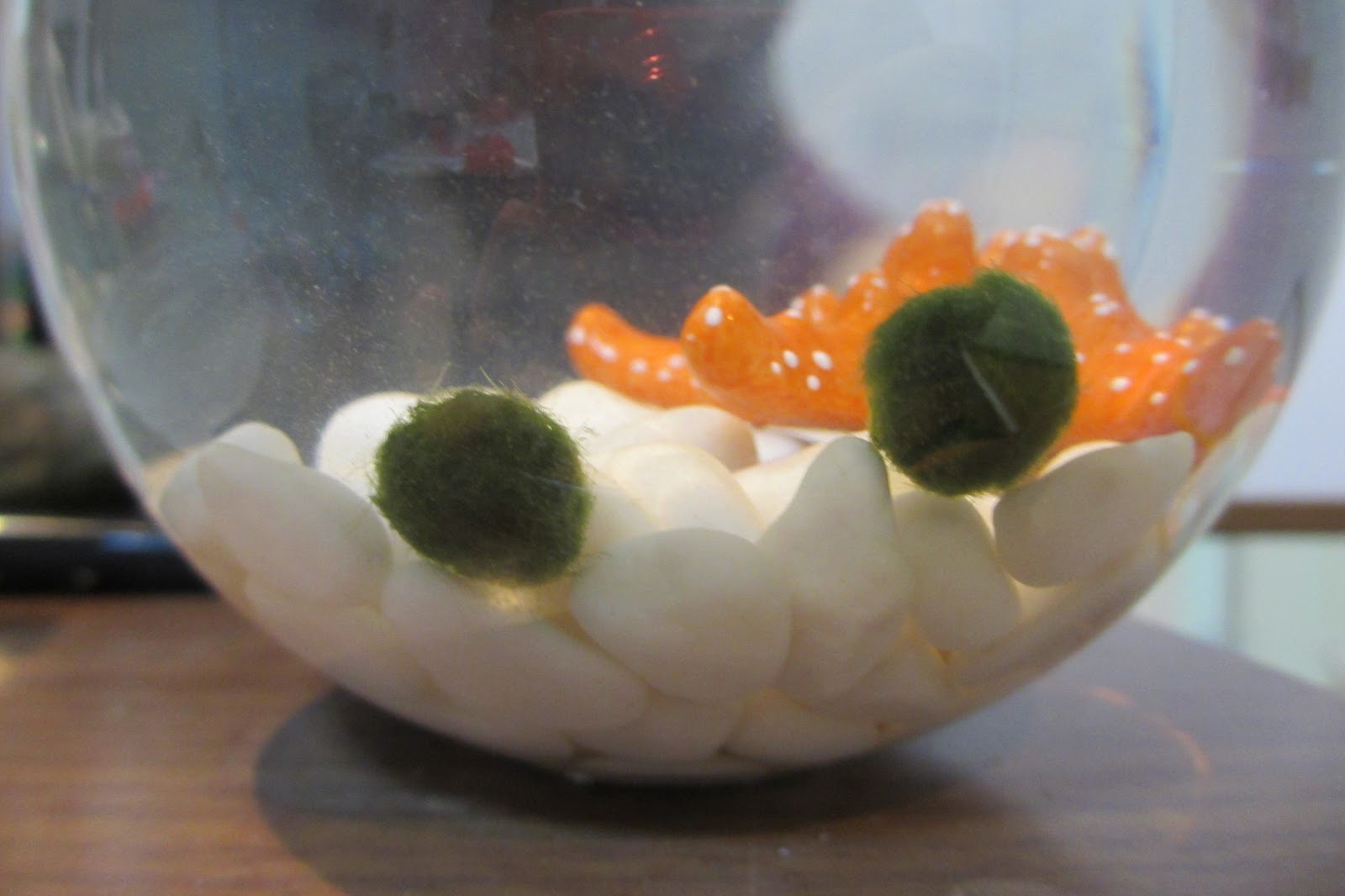 Marimo Care: The 2 little marimo