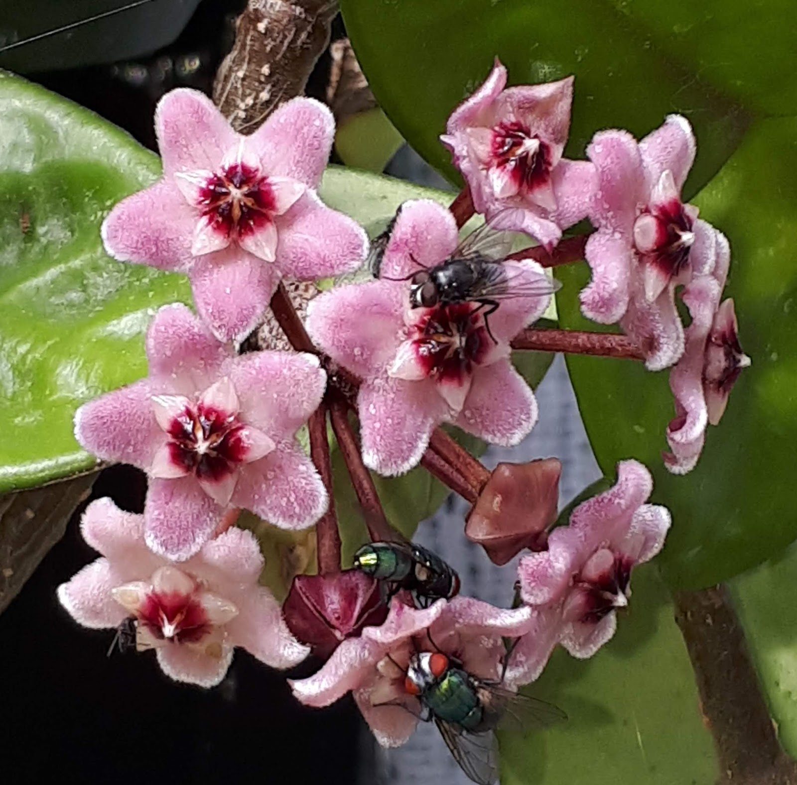 Gerrit's Hoya flowers: Hoya compacta, Hoya carnosa `Krinkle 8`