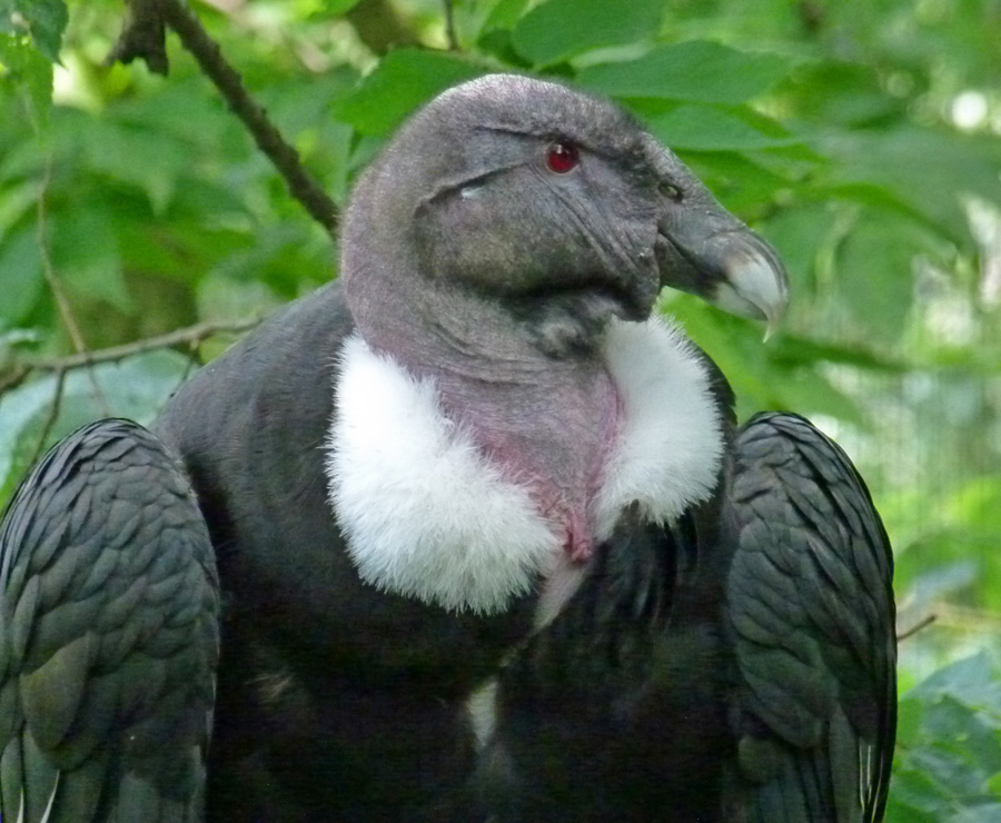 Life, Birding, Photos and Everything: Super Zoobirds