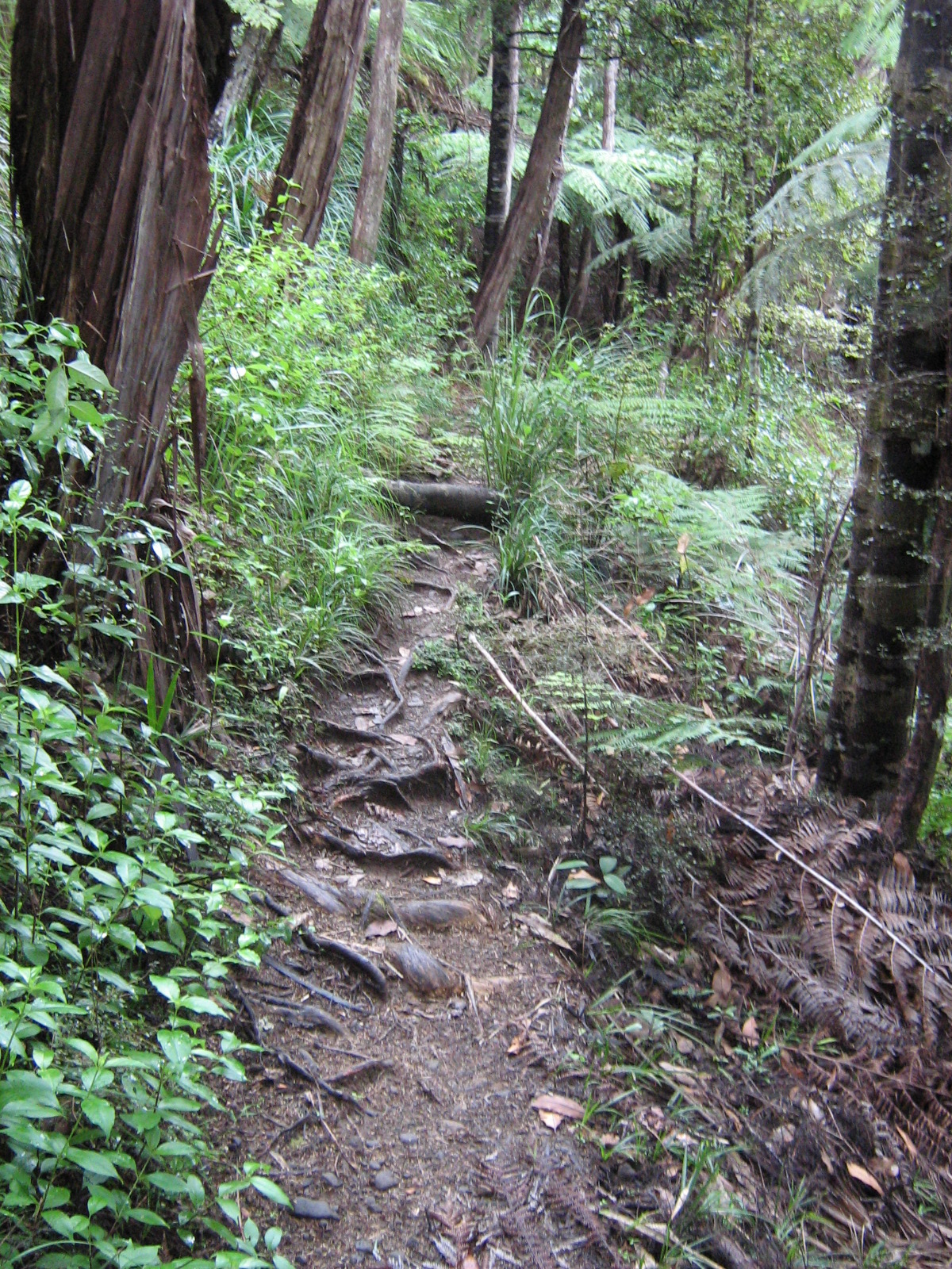 Waitakere Trails: February 2012