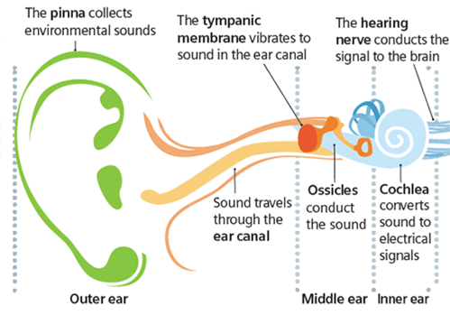 Universul perceptiv: Perceptia