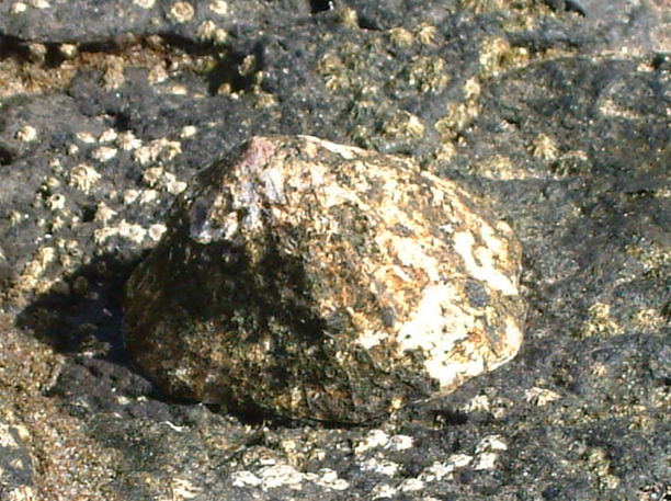 RODRIGO RIERA: LAPAS CANARIAS