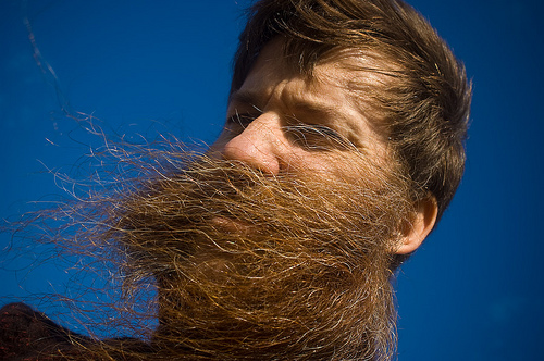 Beards!: In The Wind