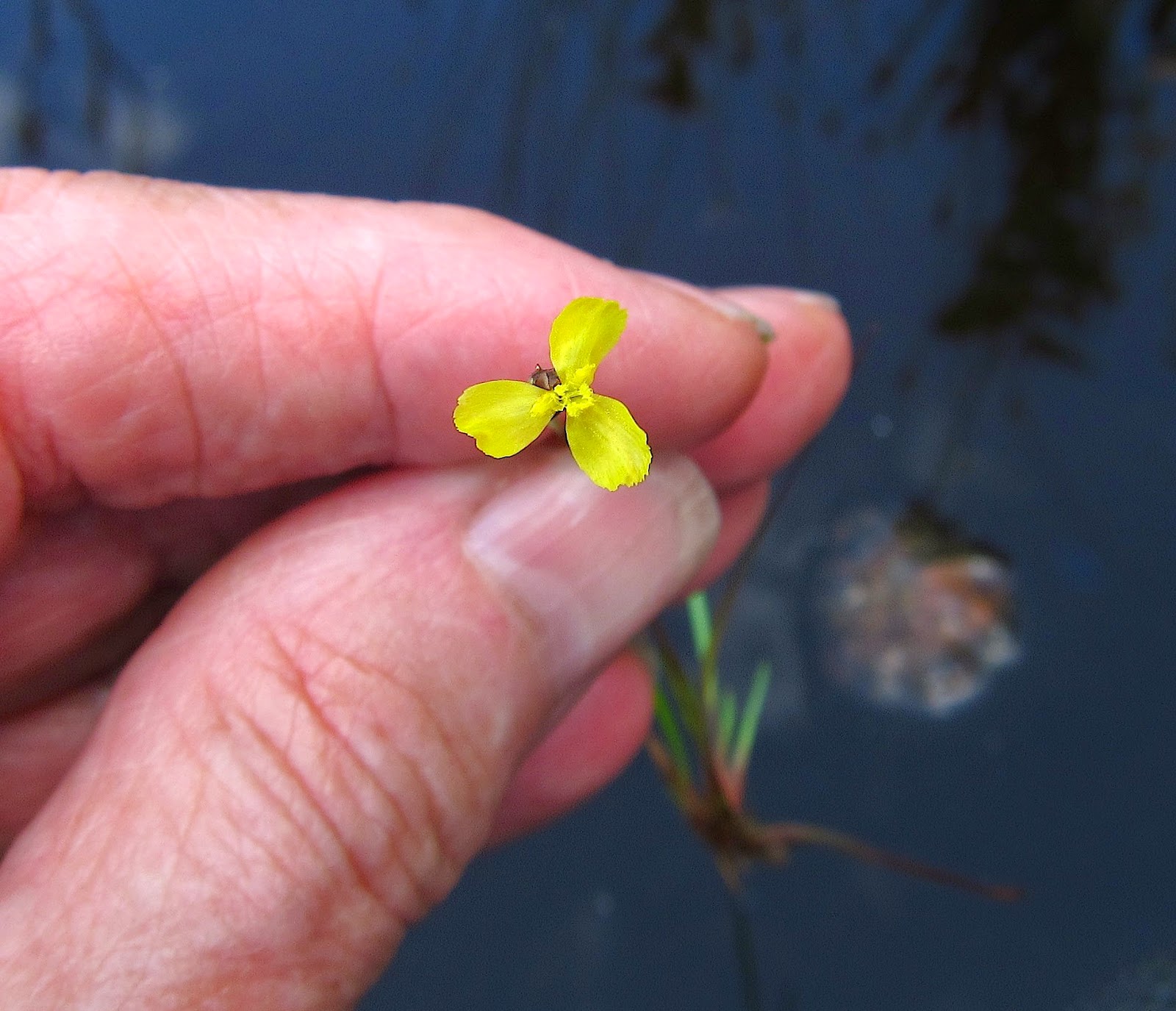 Saratoga woods and waterways: Another Wonderful Waterway