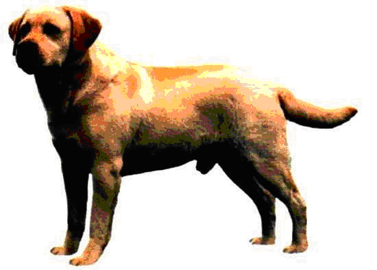 K R U H Y: Populárne druhy psov V.