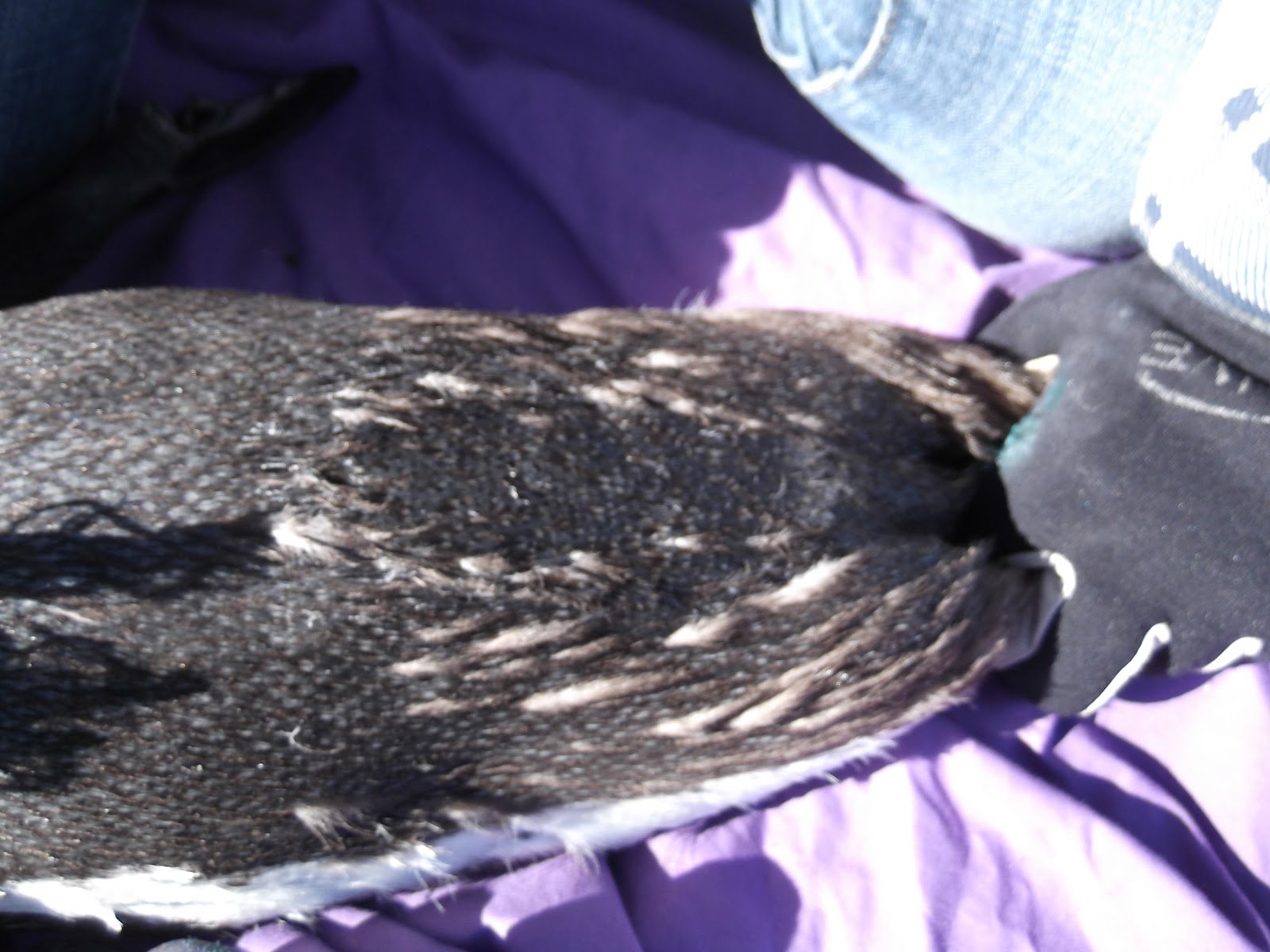 Robben Island Penguin Tracks: Logger retrieved!