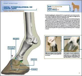 Equine joint injection