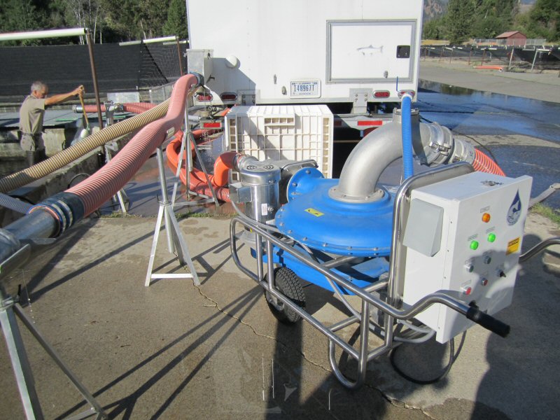 The Dish on Fish: Marking and Coded-Wire tagging at Winthrop NFH