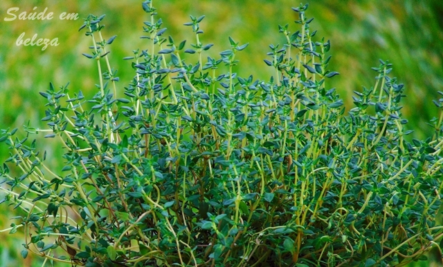 Benefícios do tomilho - Saúde em beleza