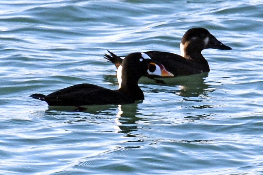 The Nature of Framingham: Stunning Surf Scoters - California Style!