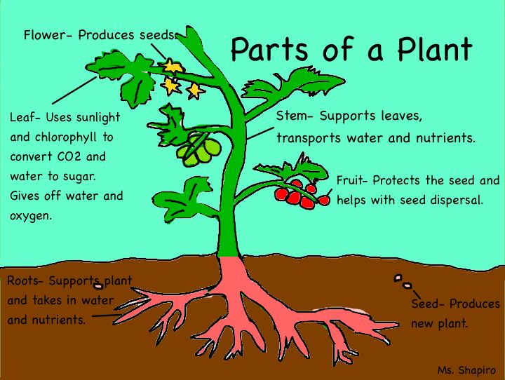 Happy Learning Parts Of Plants Happy Learning Parts Of Plants