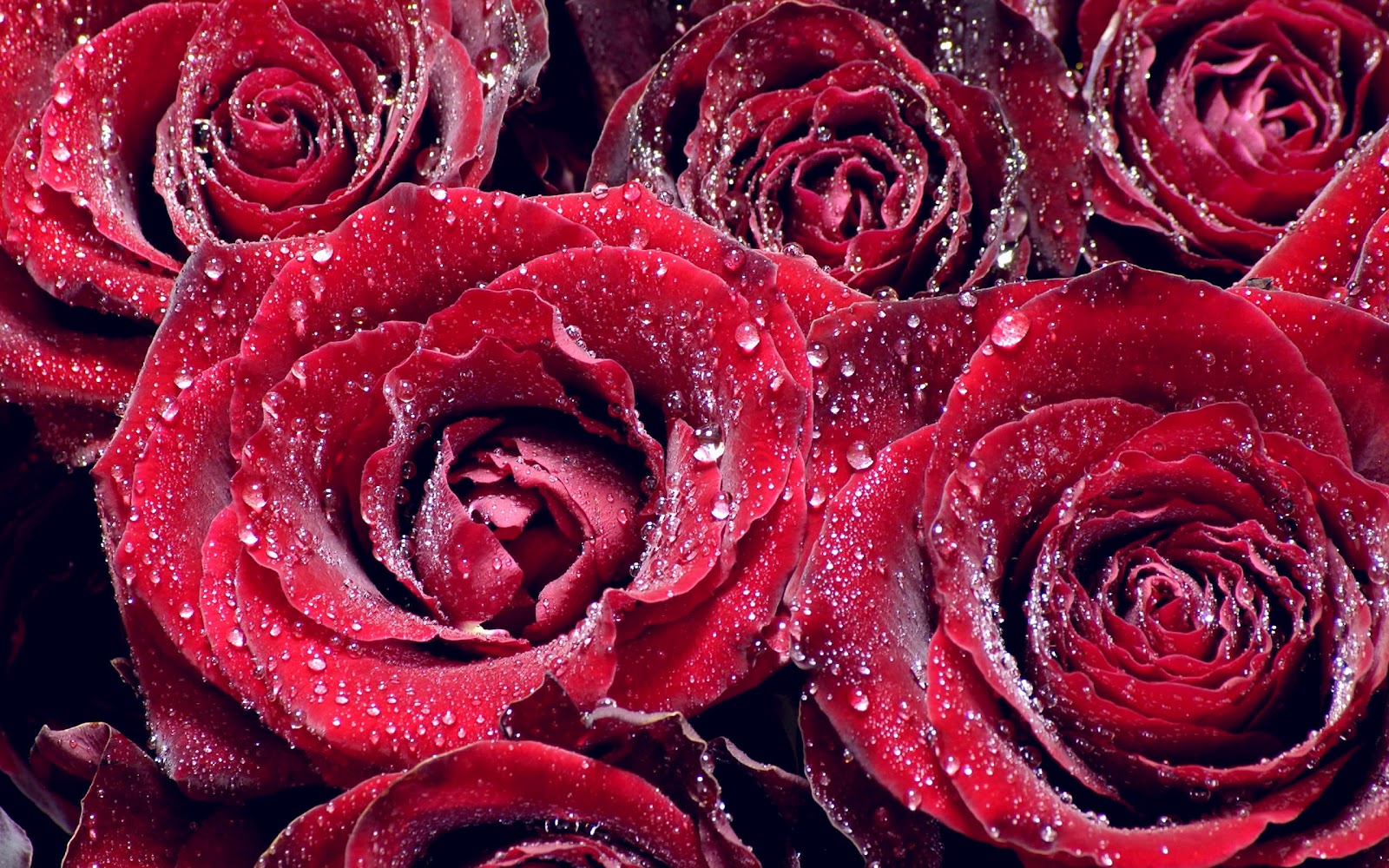 Rozen Wallpaper Met Een