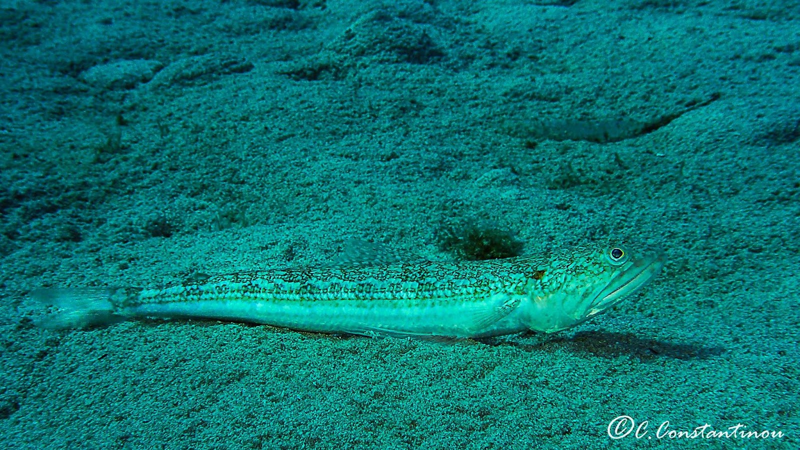 Biodiversity of Cyprus by NGO Protection of the Natural Heritage and ...